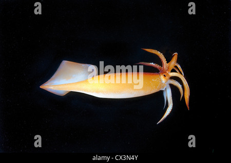 Japanese common squid or Japanese flying squid (Todarodes pacificus ...