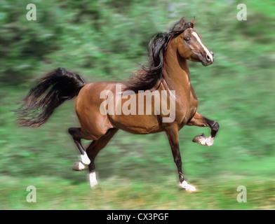 arabian horse stallion Stock Photo - Alamy