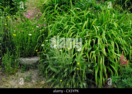 Day lilies and other early spring flowers emerging on a planted ...