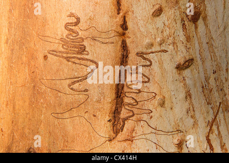 Australian Scribbly Gum Bark Stock Photo - Alamy