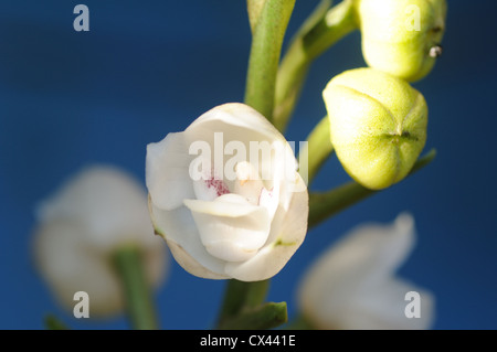 Holy Ghost orchid, dove orchid or flower of the Holy Spirit in English ...