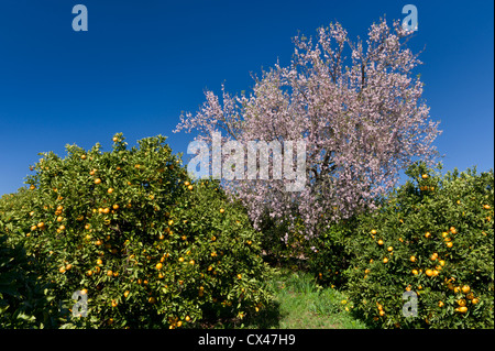 Portugal, the Algarve, orange trees and an almond tree in flowerblue ...