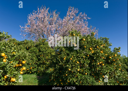 Portugal, the Algarve, orange trees and an almond tree in flowerblue ...
