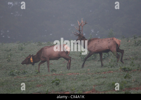 Bull Elk mating or breeding with Cow Elk. (Cervus canadensis). Jasper ...