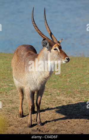 Waterbuck Bull, South Africa Stock Photo - Alamy