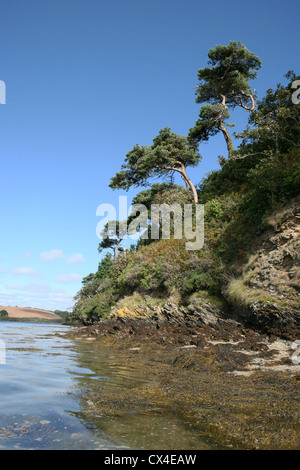Scenery from the Percuil river, near St Mawes Cornwall Stock Photo - Alamy
