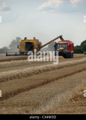 Combine harvester reaping through yellow rice plant. Aerial drone shot ...