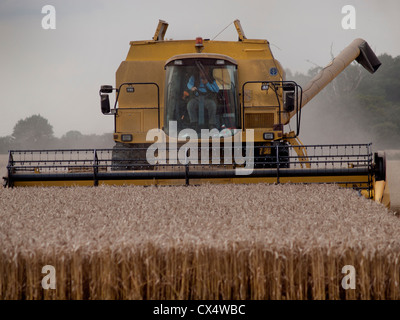 Combine harvester reaping through yellow rice plant. Aerial drone shot ...