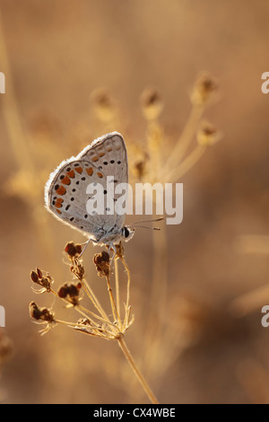 closeup of a common blue butterfly (Polyommatus icarus Stock Photo - Alamy