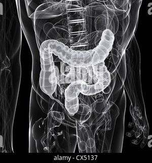 Human Colon Anatomy Stock Photo - Alamy