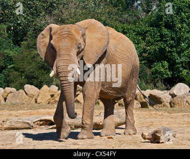 African elephants (Loxodonta africana), Elephant calf running alongside ...