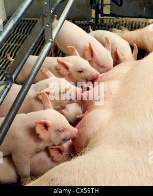 YORKSHIRE SOW WITH PUREBRED LITTER / PENNSYLVANIA Stock Photo - Alamy