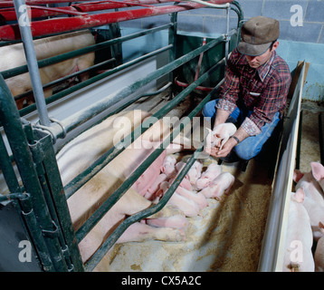 FARMER HOLDING 3-DAY OLD PIGLET Stock Photo - Alamy