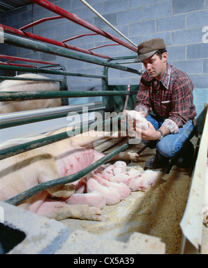 FARMER HOLDING 3-DAY OLD PIGLET Stock Photo - Alamy