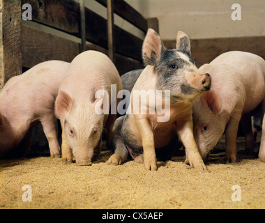 40 LB CROSSBRED YORKSHIRE, DUROC & HAMPSHIRE PIGS Stock Photo - Alamy