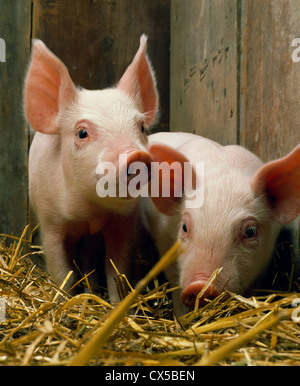20 25 LB 4 WEEK OLD FEEDER PIGS Stock Photo - Alamy