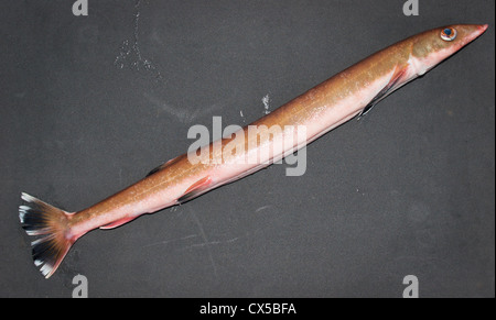 Commercially caught sea fish: Sandfish (Gonorhynchus gonorhynchus ...