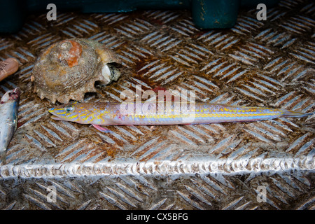 Commercially caught sea fish: Opalfish (Hemerocoetes monopterygius) and ...
