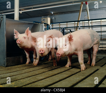 150 LB. FEEDER HOG Stock Photo - Alamy