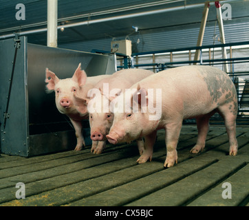 150 LB. FEEDER HOG Stock Photo - Alamy