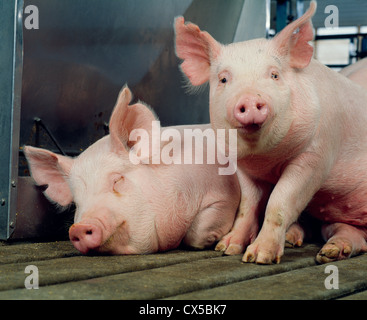 150 LB. FEEDER HOG Stock Photo - Alamy