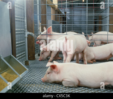 3 WEEK YORKSHIRE-LANDRACE PIGS Stock Photo - Alamy