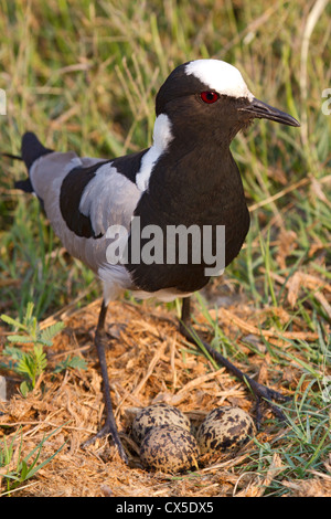 The Egg Of A Blacksmith Lapwing Vanellus Armatus Also Known As A