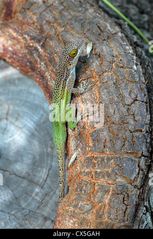 Leach’s Anole Lizard in Antigua Stock Photo - Alamy