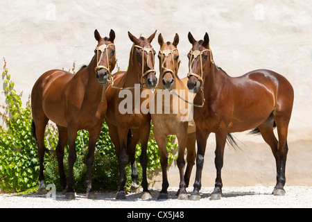 pony in nature Stock Photo - Alamy