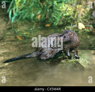 American mink standing on a rock near the shore of Pyramid Lake in ...