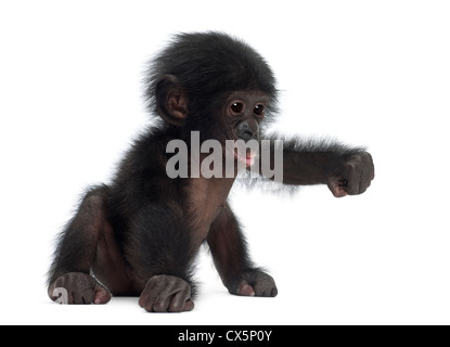 Baby bonobo, Pan paniscus, 4 months old, sitting against white ...