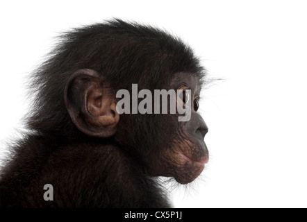 Baby bonobo, Pan paniscus, 4 months old, sitting against white ...
