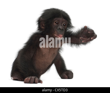 Baby bonobo, Pan paniscus, 4 months old, sitting against white ...