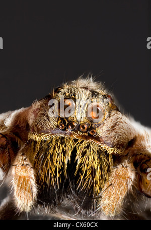 Close up shoot of a jumping spider that eating a little moth Stock ...
