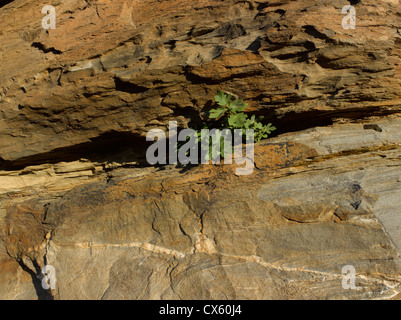 Fig tree growing out of rock Stock Photo - Alamy