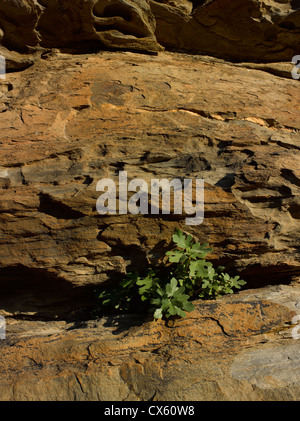 Fig tree growing out of rock Stock Photo - Alamy