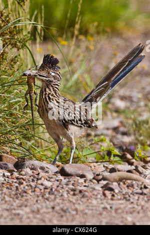 Wild roadrunner in Big Bend National Park going to the Rio Grande river ...