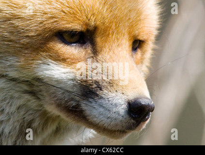 Adult Red British fox Stock Photo - Alamy