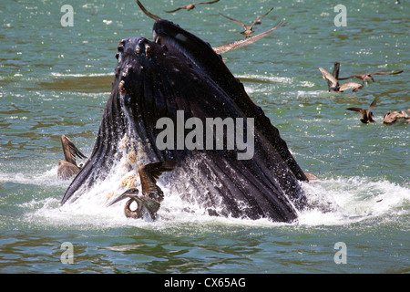 Humpback Whale Lunge Feeding Full frame Stock Photo - Alamy
