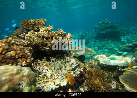 Rainbow Reef, Vanua Levu, Fiji Stock Photo - Alamy