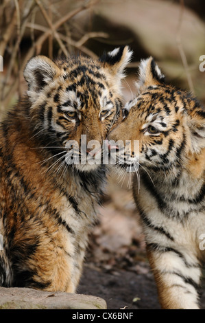 Two tigers snuggling, Panthera tigris, Ranthambore Tiger Reserve ...