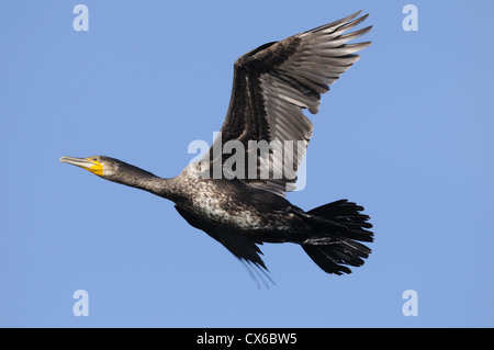 fly, Great cormorant, great black cormorant, large cormorant, Kormoran ...