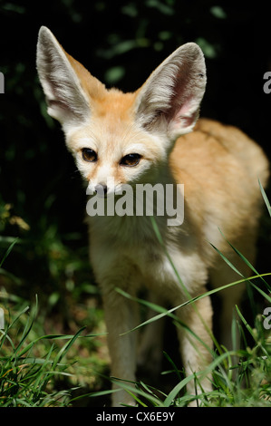 Fennec Fox (Vulpes zerda). Adult standing Stock Photo - Alamy