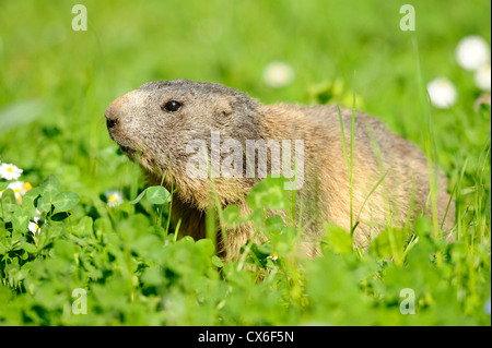 alpine marmot, alpine marmots Stock Photo - Alamy