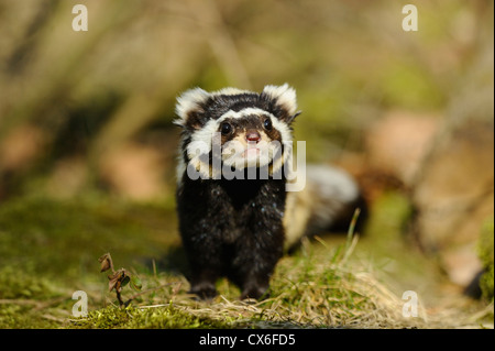Marbled polecat (Vormela peregusna), adult, alert, on burrow, captive ...