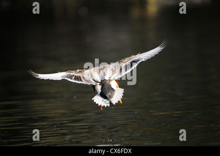 Rear view of a male mallard duck swimming on a lake Stock Photo - Alamy