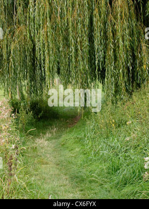 A path under a weeping willow tree Stock Photo - Alamy