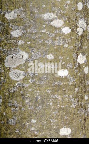 Fraxinus excelsior trunk base Stock Photo - Alamy