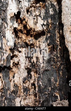 Rotten oak tree bark crust in colorful and abstract contrast Stock ...