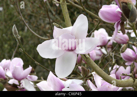 Flowers of the small tree Magnolia 'Iolanthe' in a Cornish garden Stock ...